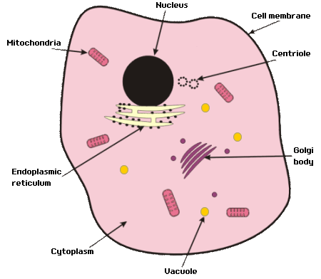 Animal Cell Diagram Simple Gcse Simple Functions And Diagram Riset