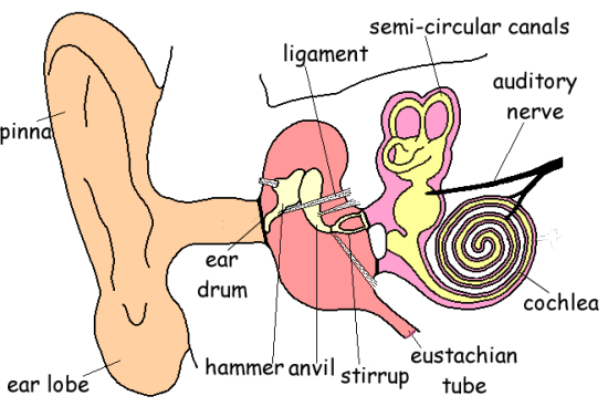 GCSE Biology Structure Of The Ear