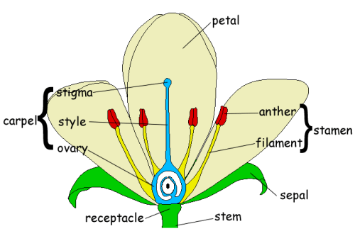 GCSE Biology Structure Of A Flower